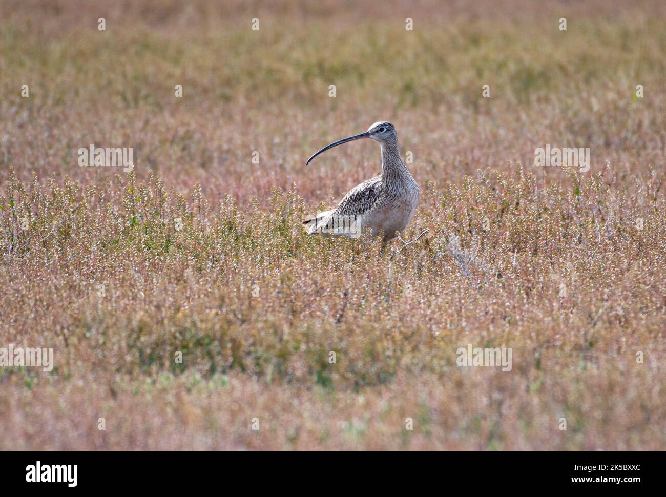 Long-billed Curlew bird foraging and hunting for food in a field during ...