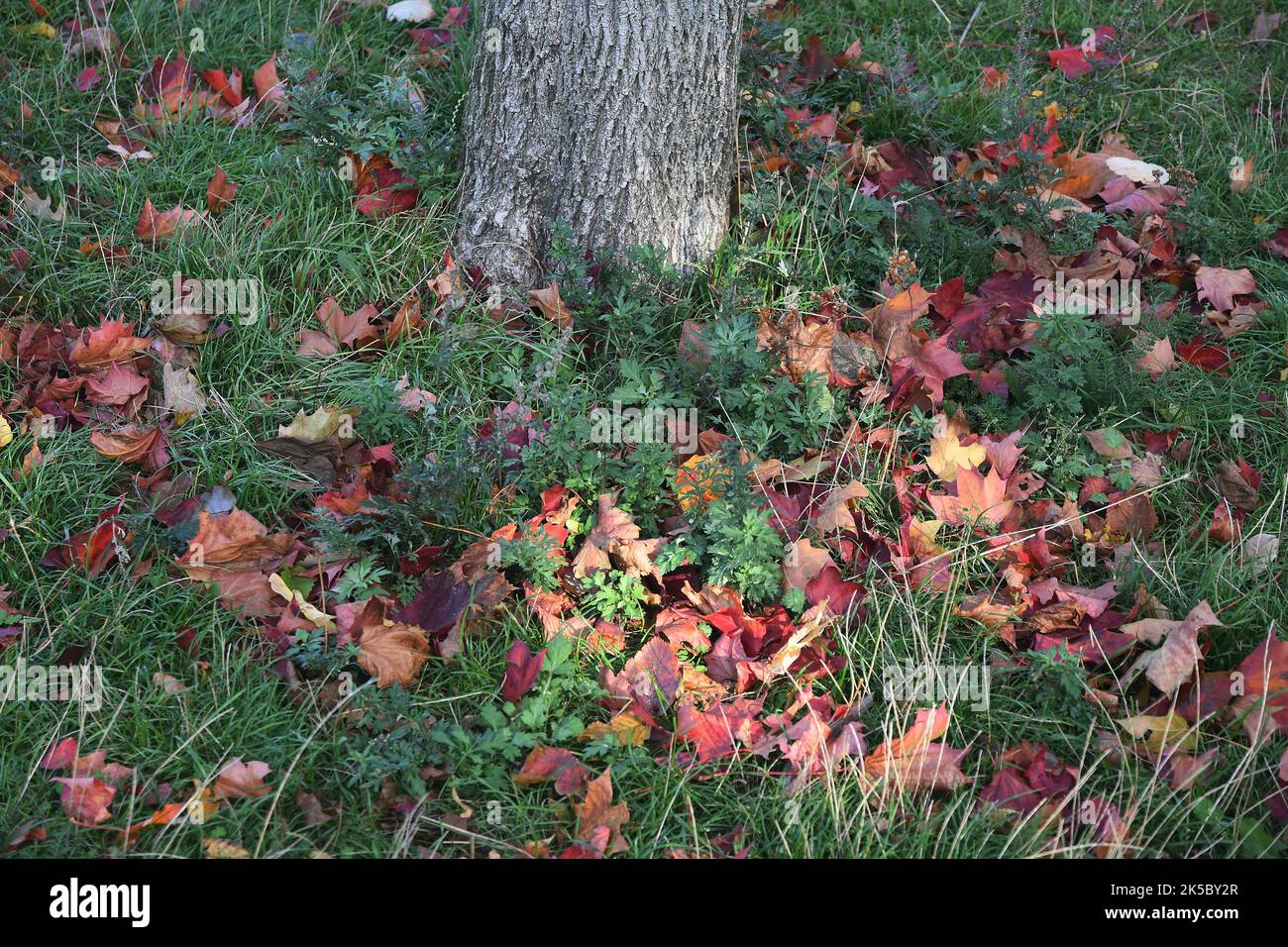 Copenahgen /Denmark/07 OIctober 2022/Autumn or fall season weather tree ...