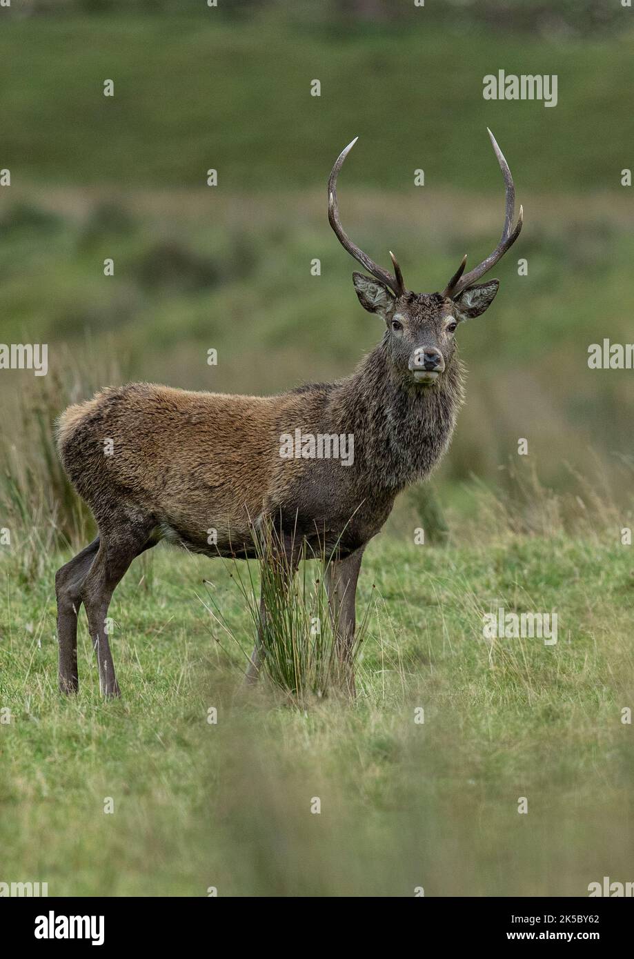 A Red Deer Stag ( Cervus elaphus ) down by the river in Glen Affric ...