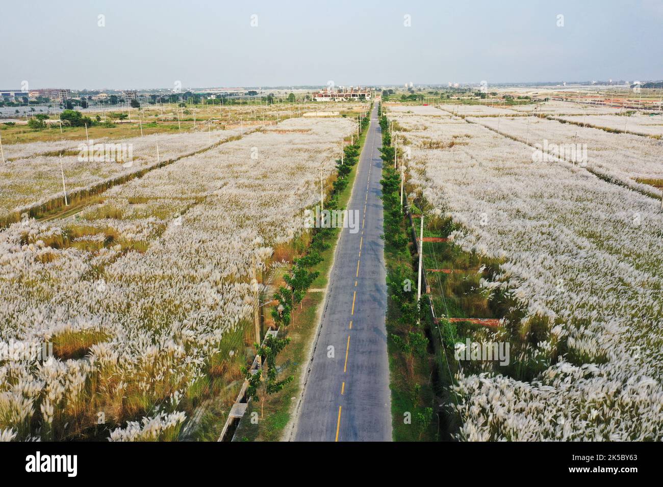 Dhaka, Bangladesh - October 07, 2022: Kash Flower, (wild sugarcane ...