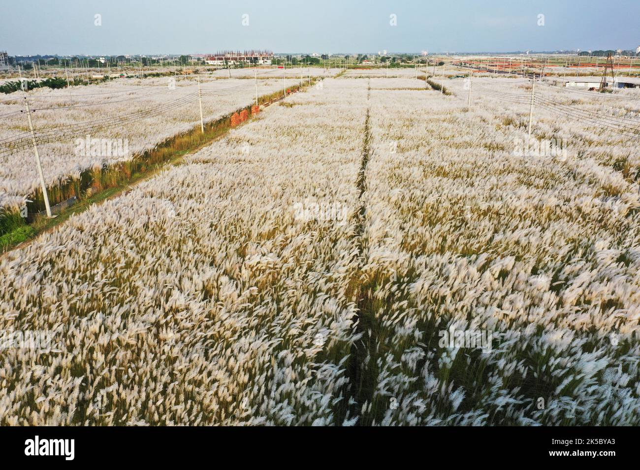 Dhaka, Bangladesh - October 07, 2022: Kash Flower, (wild sugarcane ...