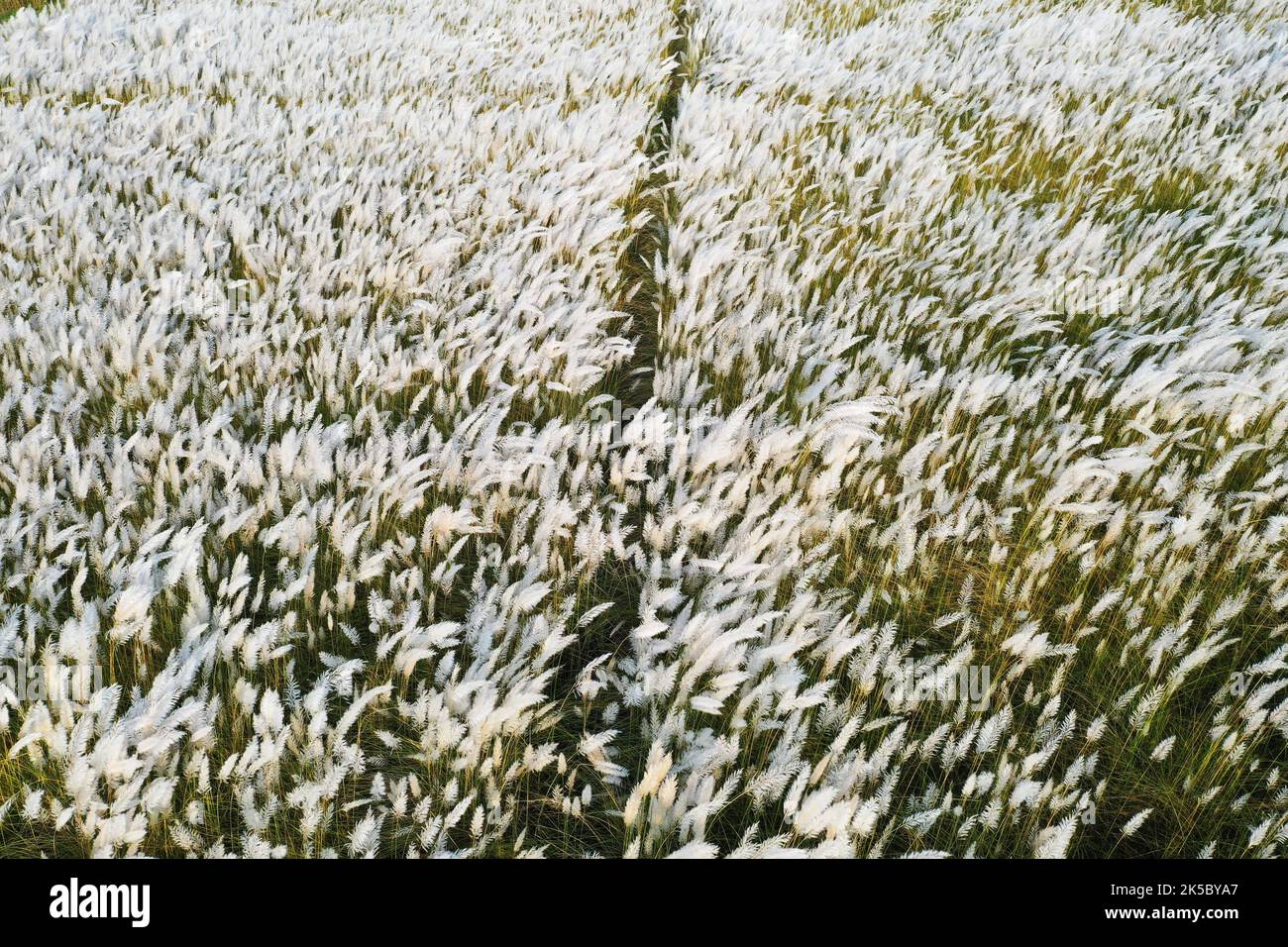 Dhaka, Bangladesh - October 07, 2022: Kash Flower, (wild sugarcane ...