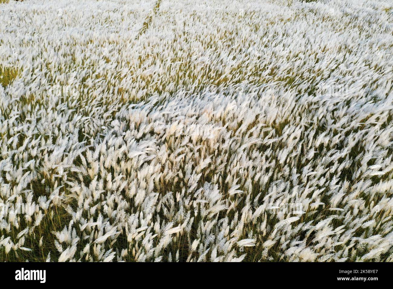 Kash flower hi-res stock photography and images - Alamy