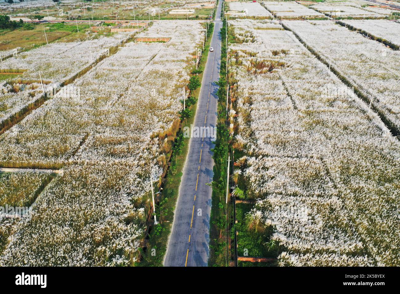 Dhaka, Bangladesh - October 07, 2022: Kash Flower, (wild sugarcane ...