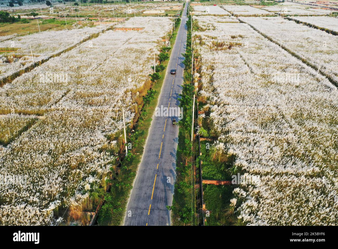 Dhaka, Bangladesh - October 07, 2022: Kash Flower, (wild sugarcane ...