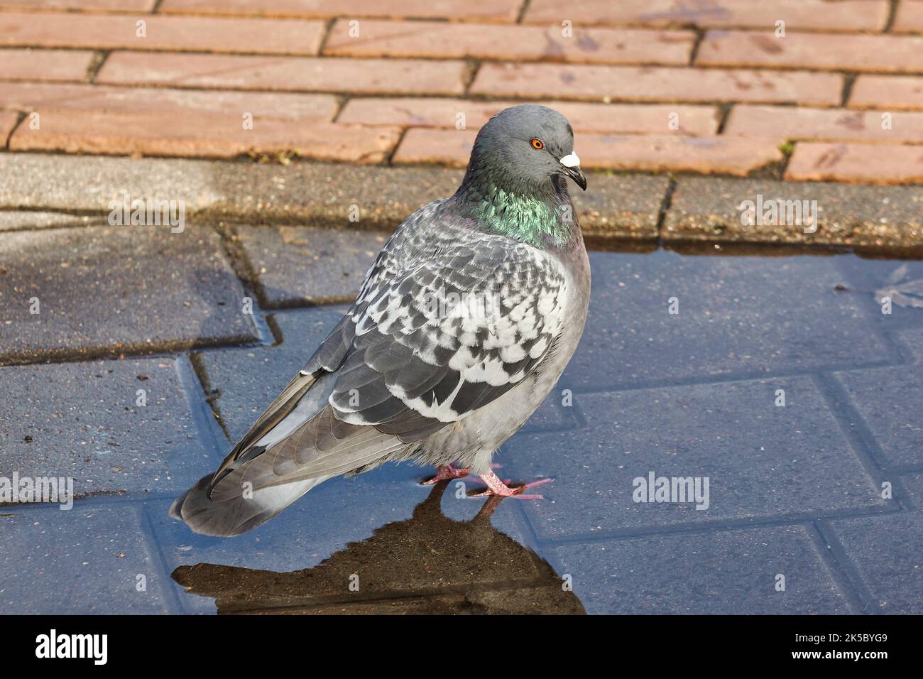 grey pigeon bathes in a puddle in the city in summer Stock Photo - Alamy