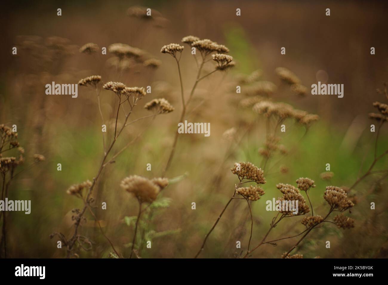 Nature background with dry yarrow flowers in autumn field Stock Photo ...