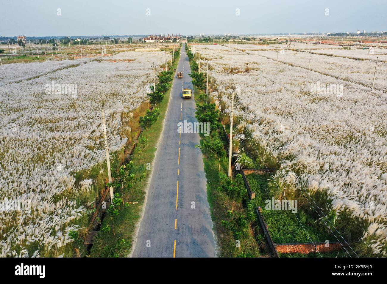 Dhaka, Bangladesh - October 07, 2022: Kash Flower, (wild sugarcane ...