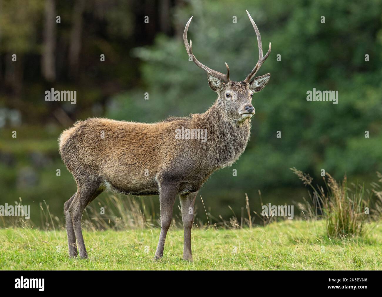 A majestic Red Deer Stag ( Cervus elaphus ) down by the river in Glen ...