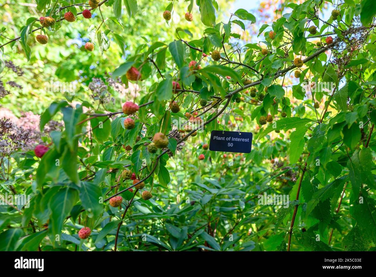 Plant of interest label among collection of specimen plants at Furzey ...