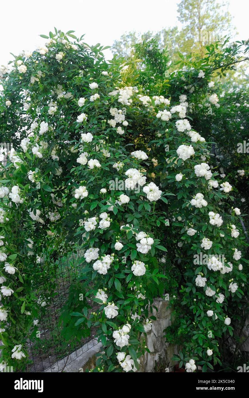 Rosa banksiae alba plena hi-res stock photography and images - Alamy