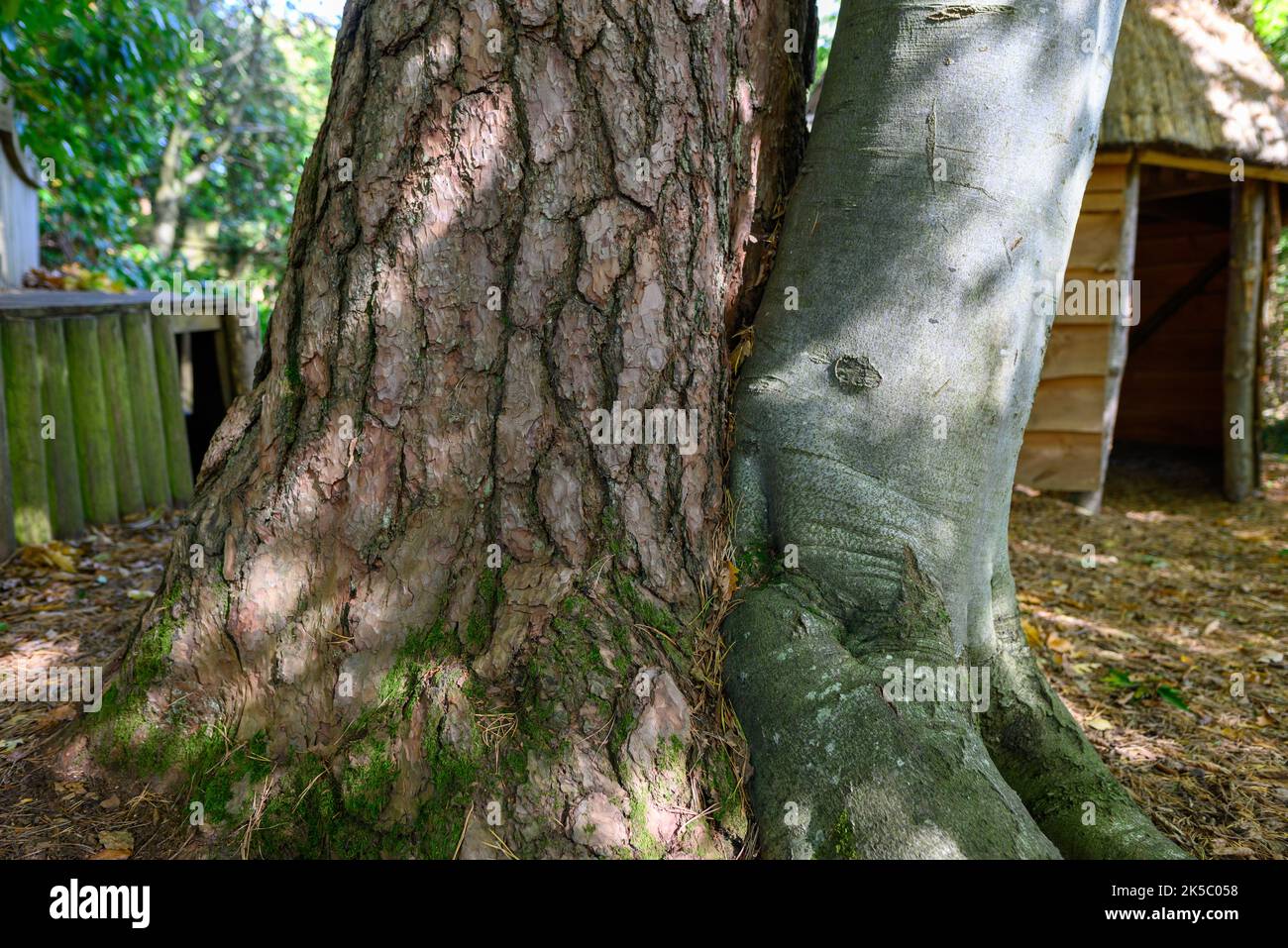 Different tree species hi-res stock photography and images - Alamy