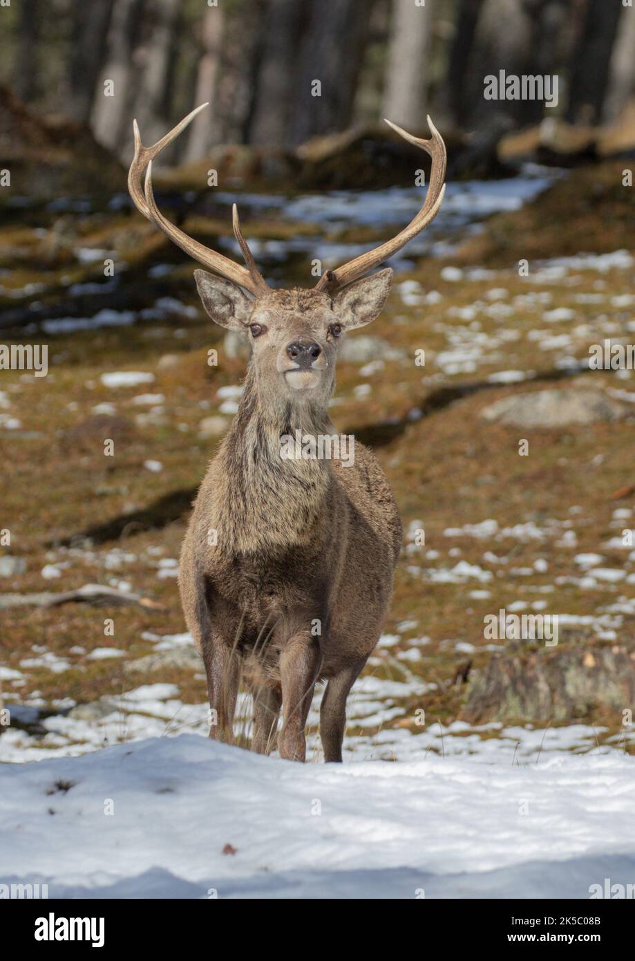 A majestic Red Deer Stag (Cervus elaphus) standing proud in the ...