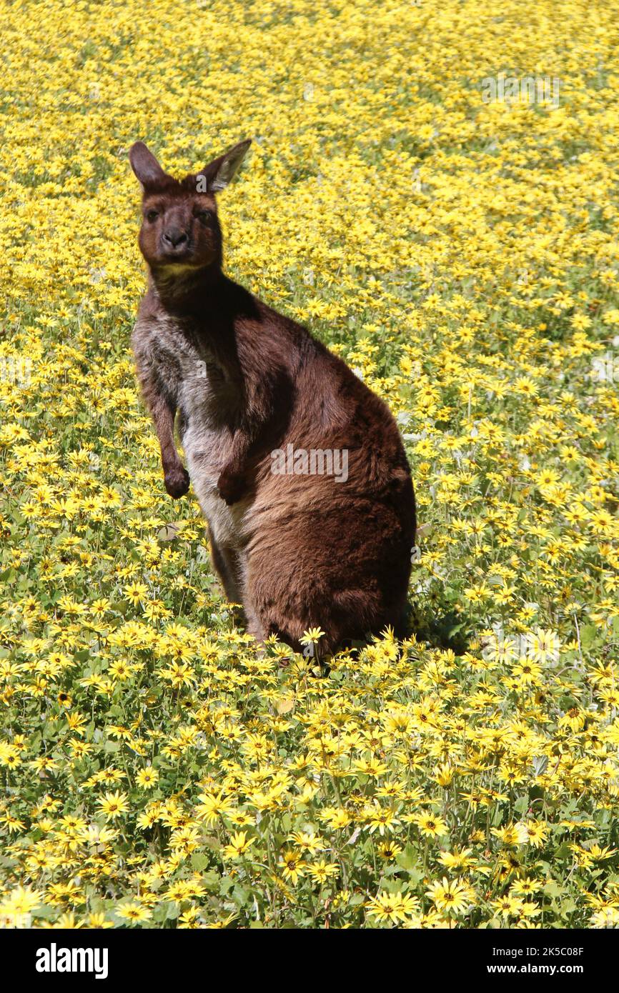 kangaroo at kangaroo island (australia Stock Photo - Alamy