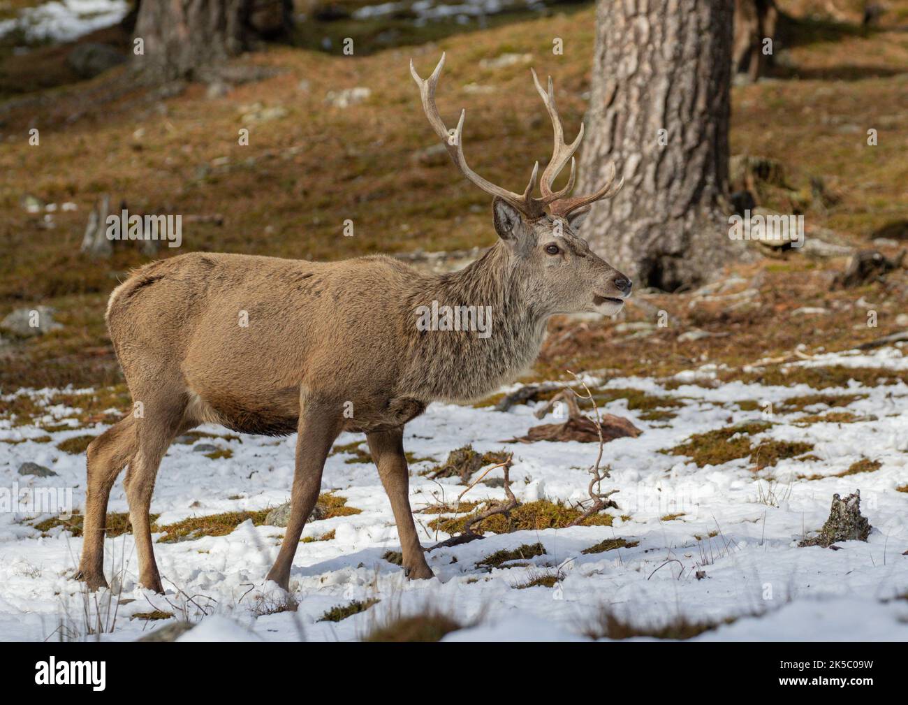 A majestic Red Deer Stag (Cervus elaphus) standing proud in the snow in ...