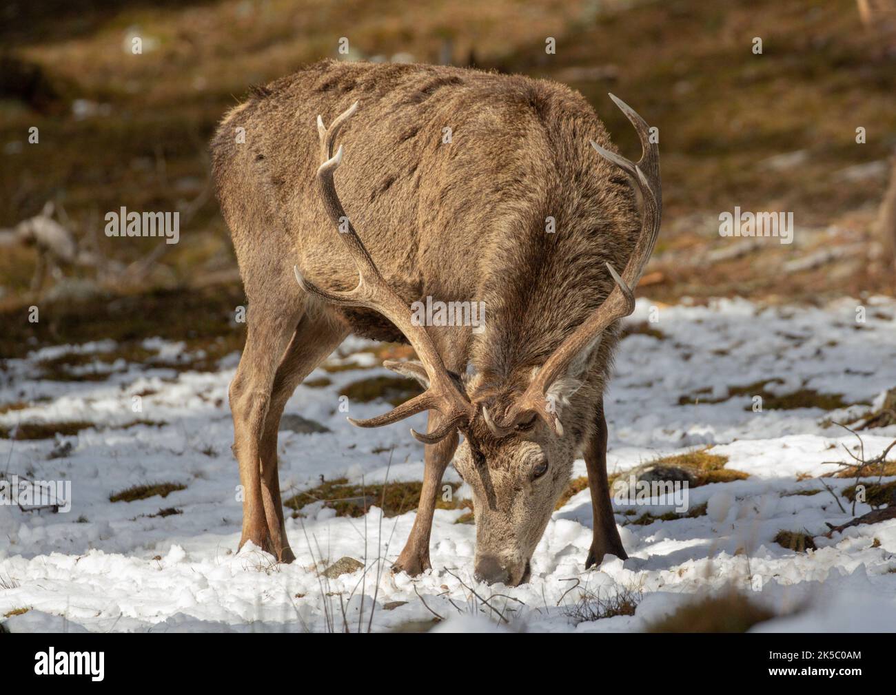 A big strong Red Deer Stag (Cervus elaphus) searching for food under ...