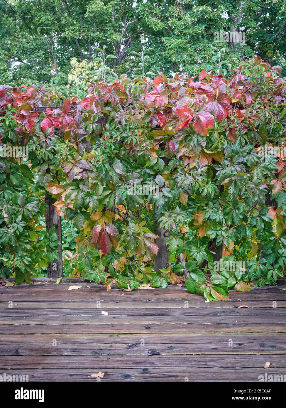 tapestry of vine and tree foliage in early fall color in backyard deck ...