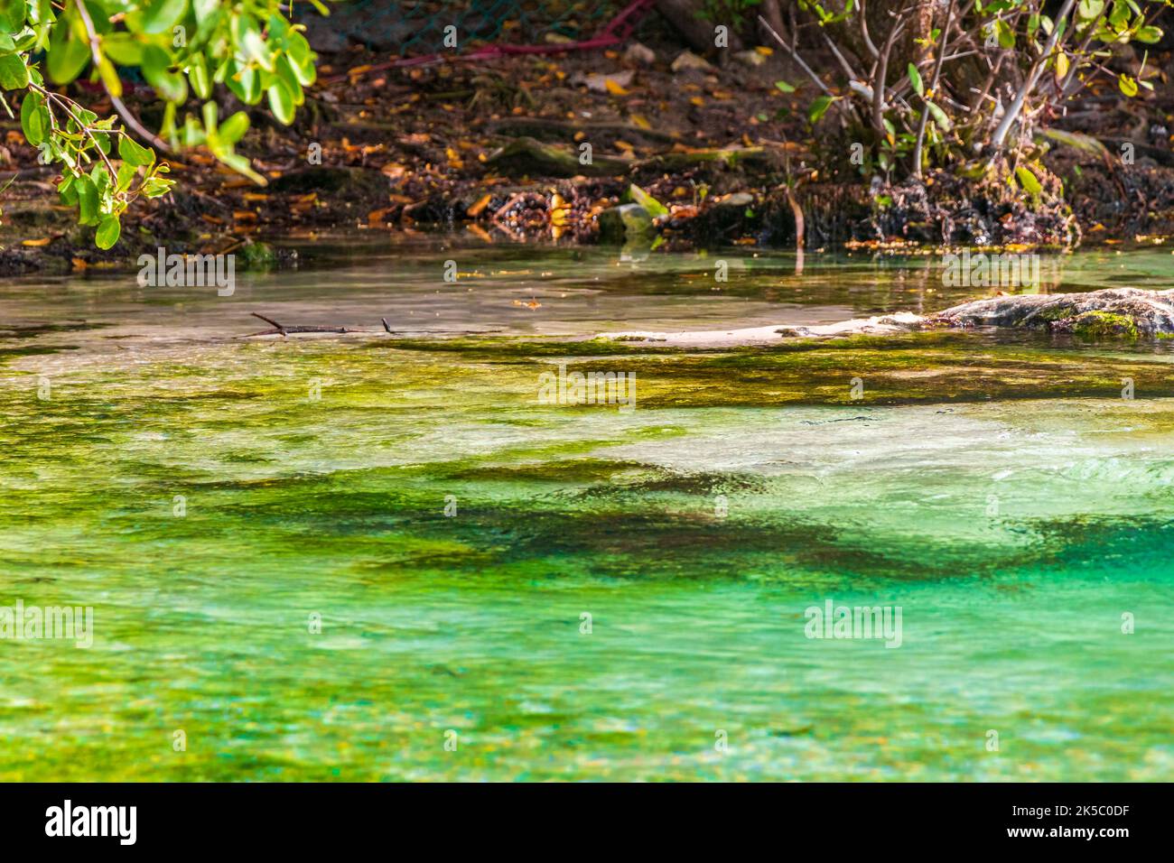 Small beautiful Cenote cave with river and turquoise blue water at ...