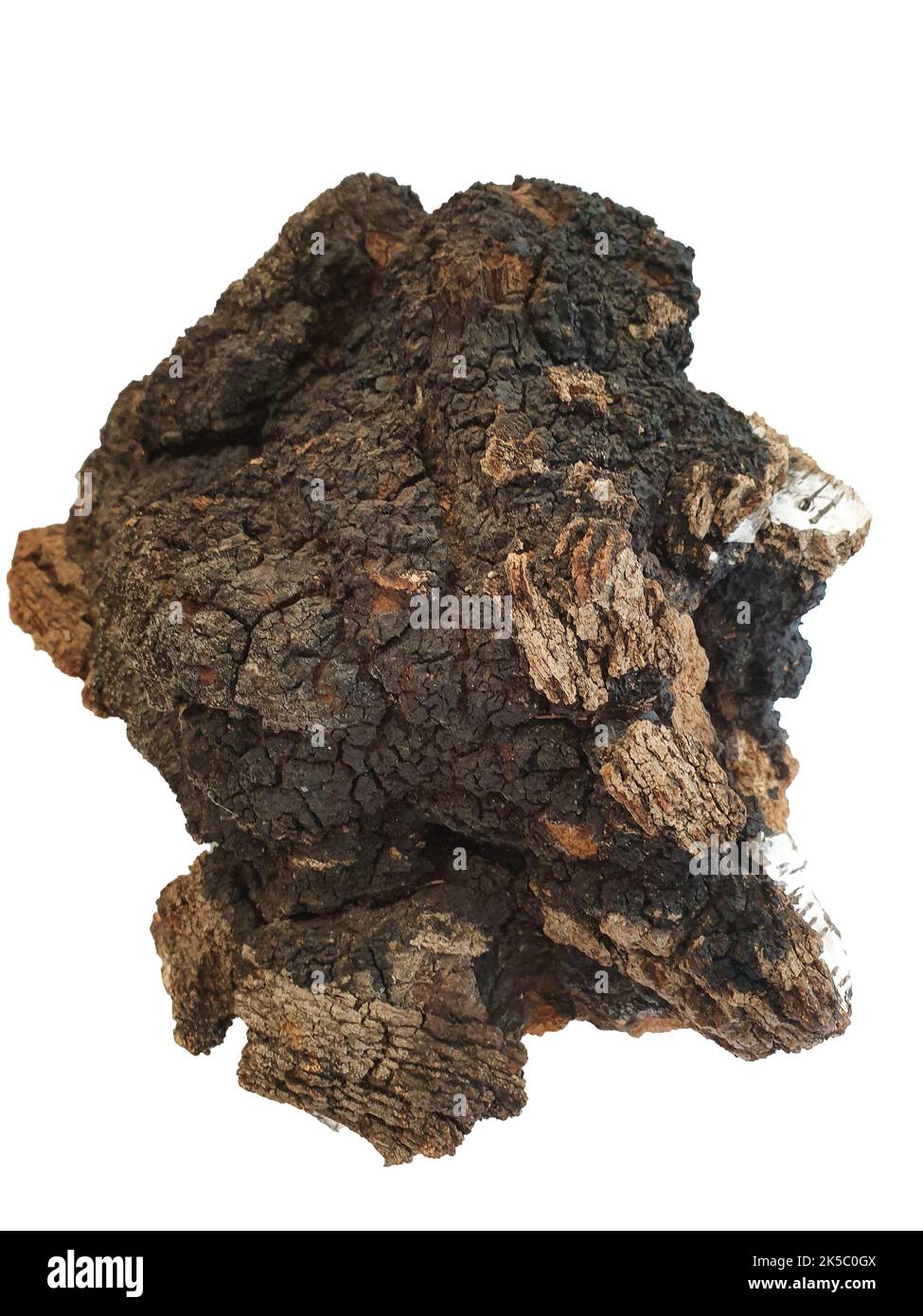 Chaga fungi Cut Out Stock Images & Pictures - Alamy