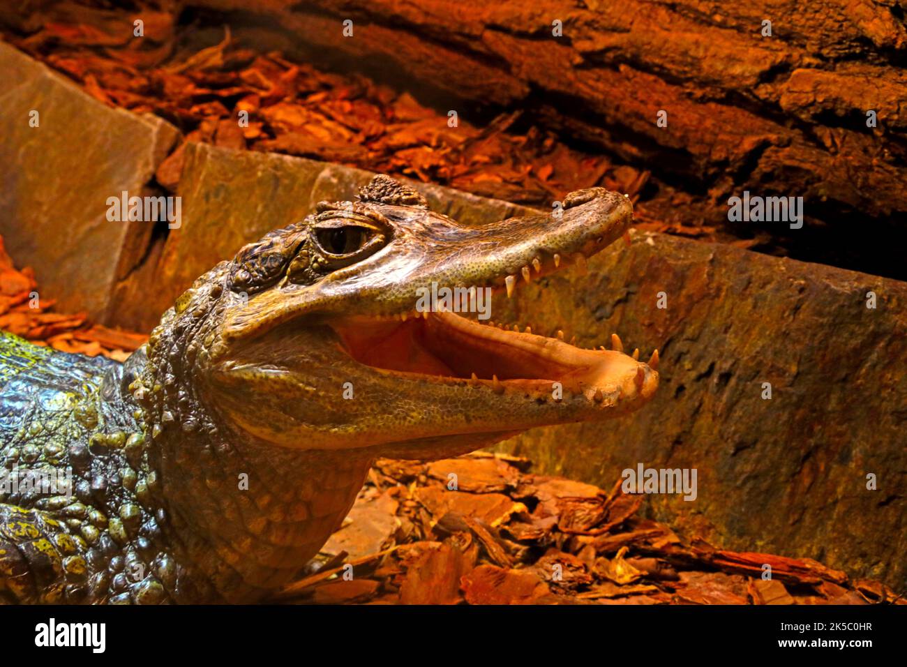 Crocodile under light hi-res stock photography and images - Alamy