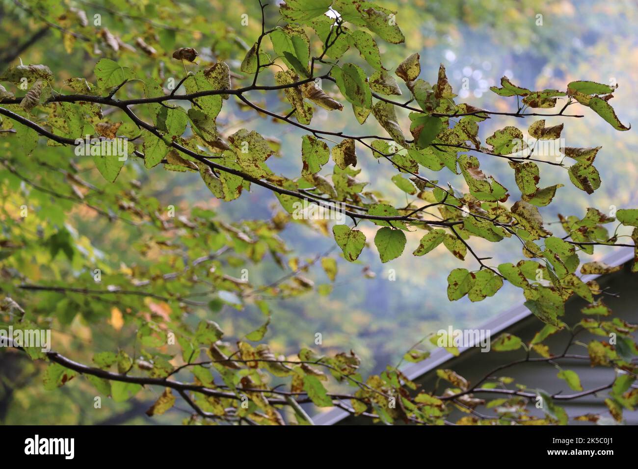 A closeup of a cherry tree branches with the smoke on the background ...