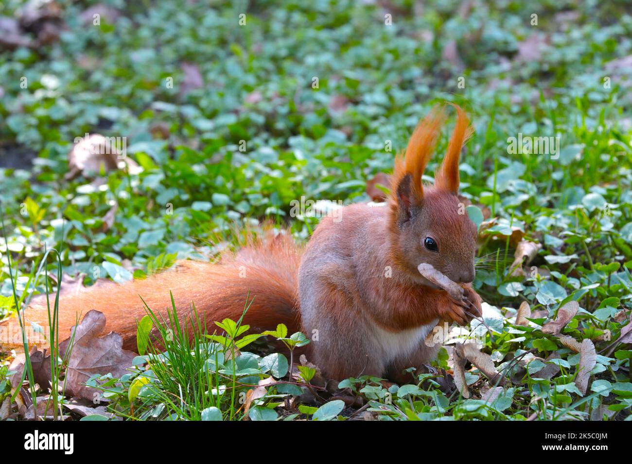 A closeup of an American red squirrel eating dry leaves sitting on the ...