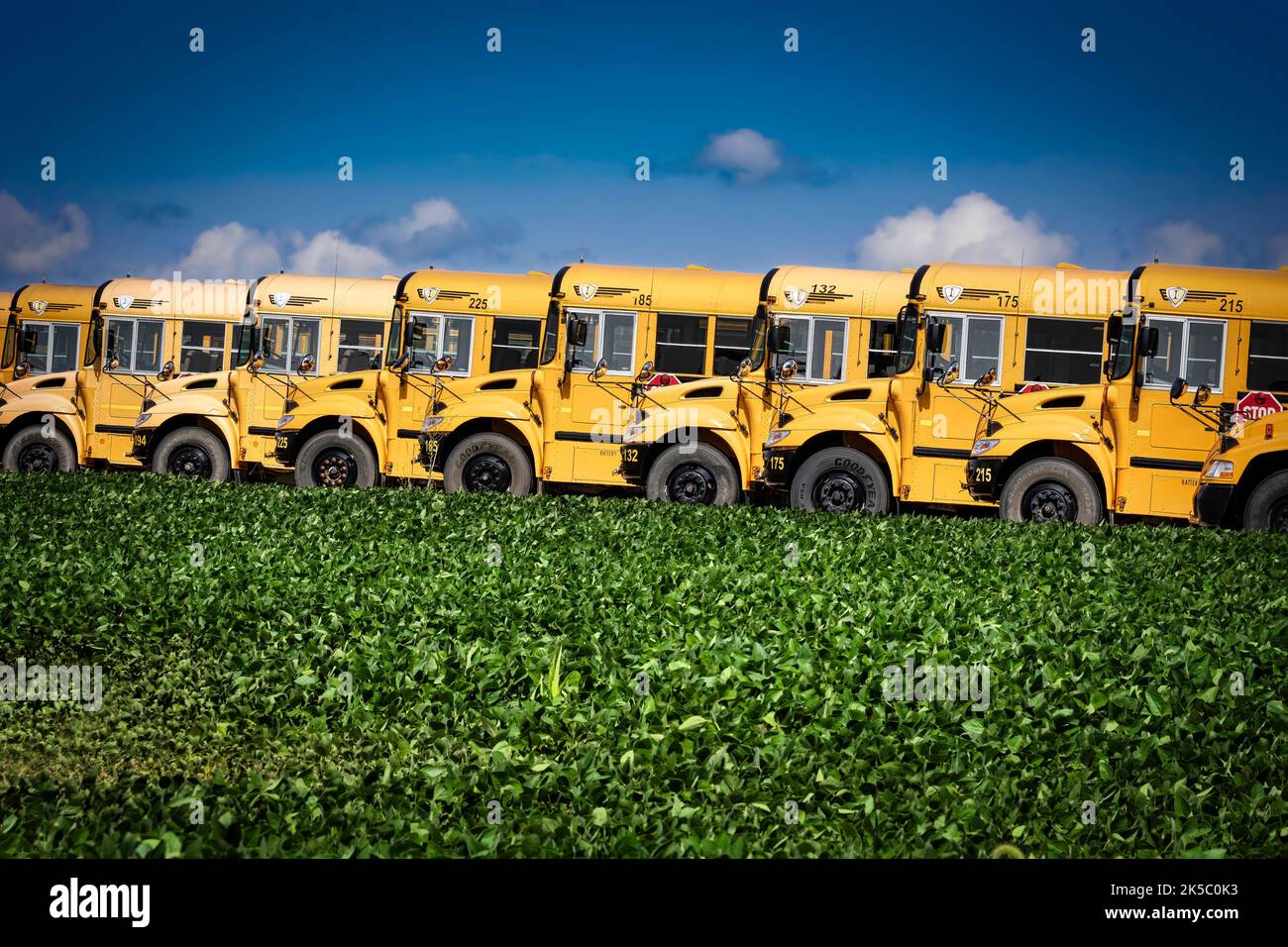 A summer day with a row of school buses standing out in the green ...
