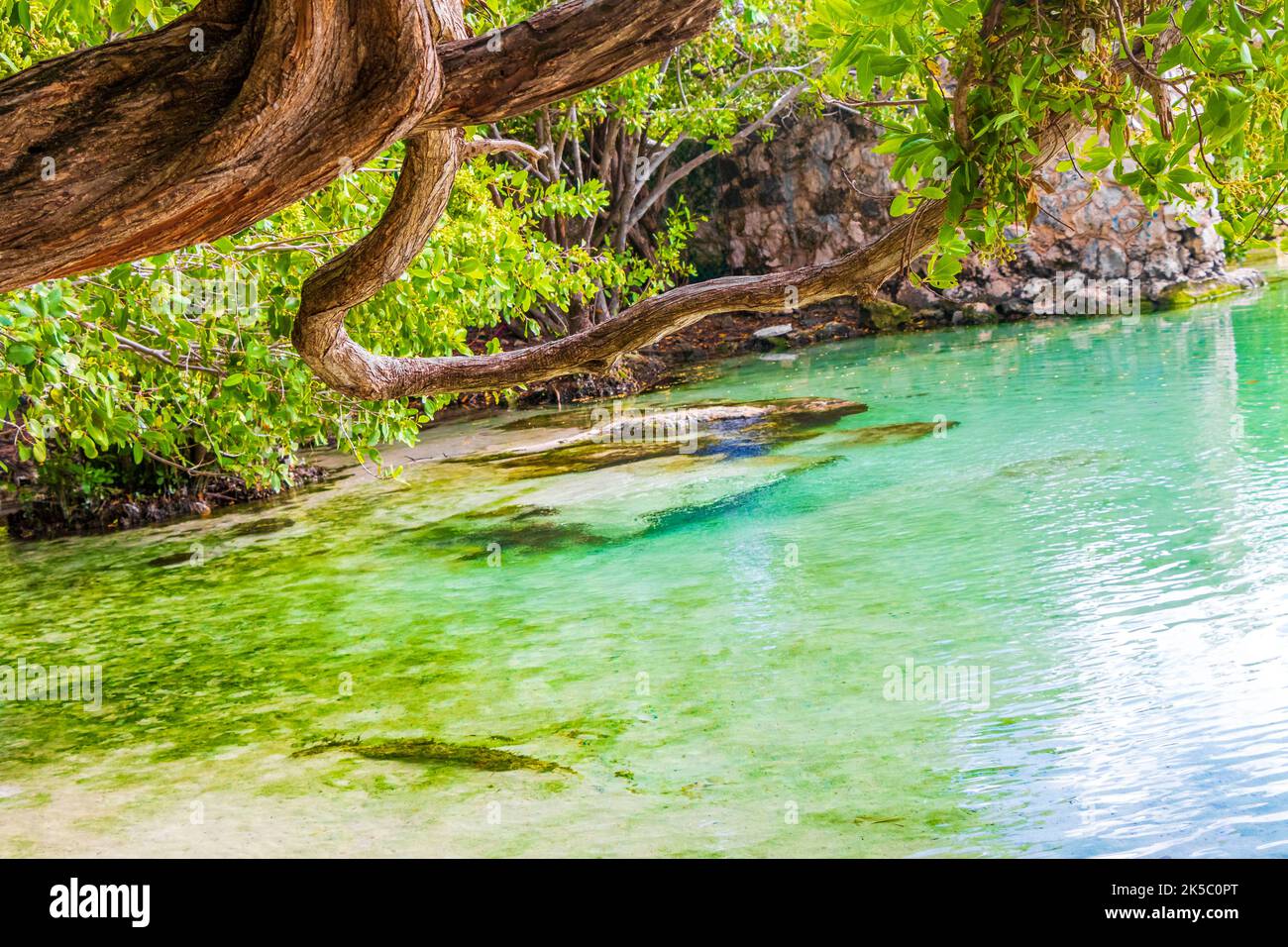 Small beautiful Cenote cave with river and turquoise blue water at ...