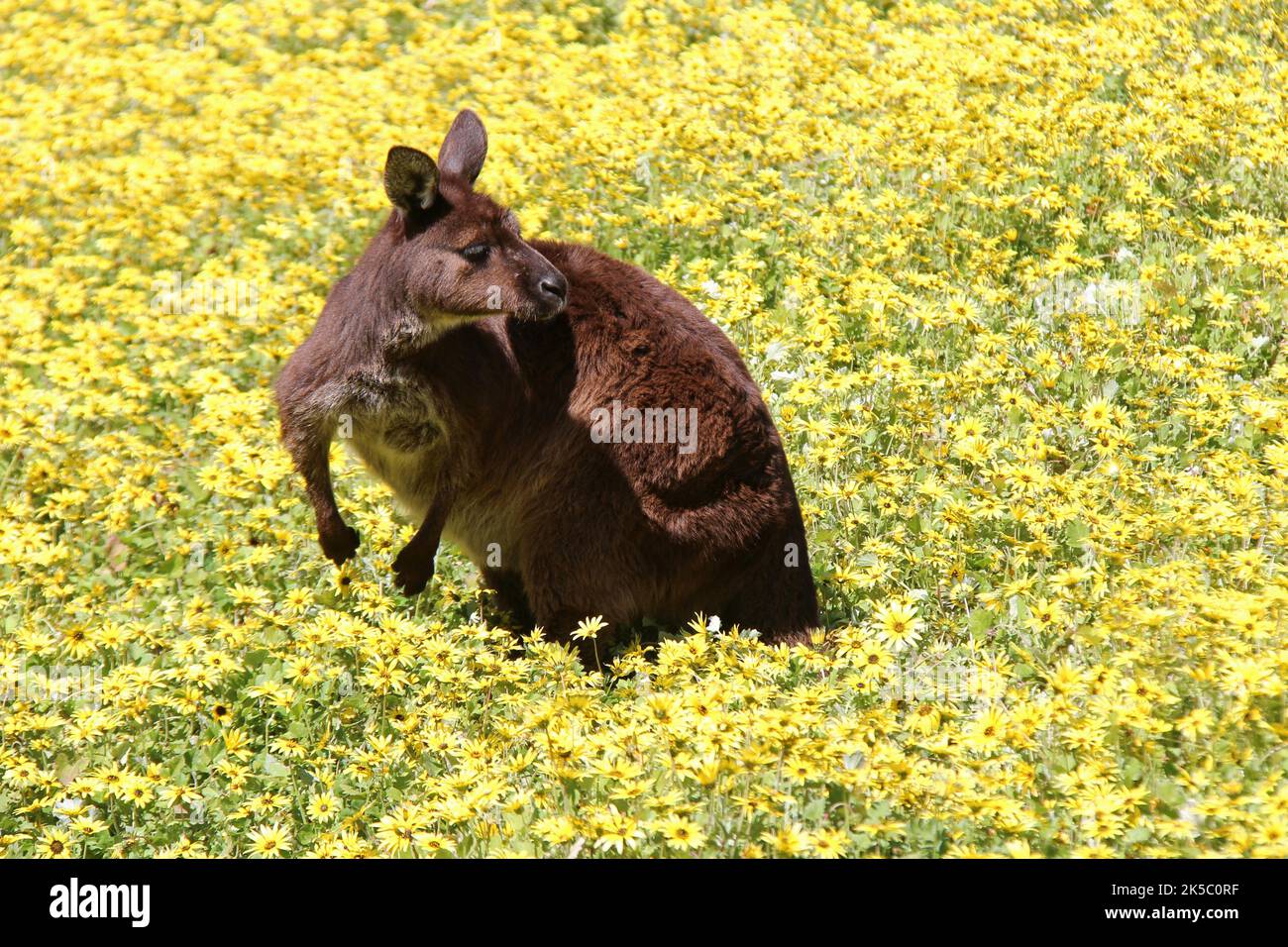 kangaroo at kangaroo island (australia Stock Photo - Alamy