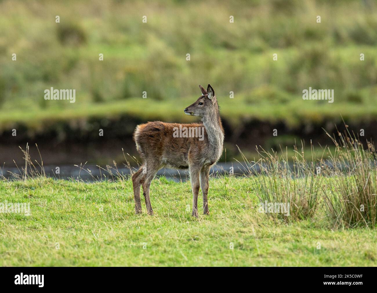 Red deer hind hi-res stock photography and images - Alamy