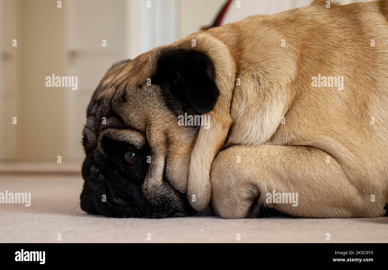 An adorable pug with sad eyes is resting on the floor Stock Photo - Alamy