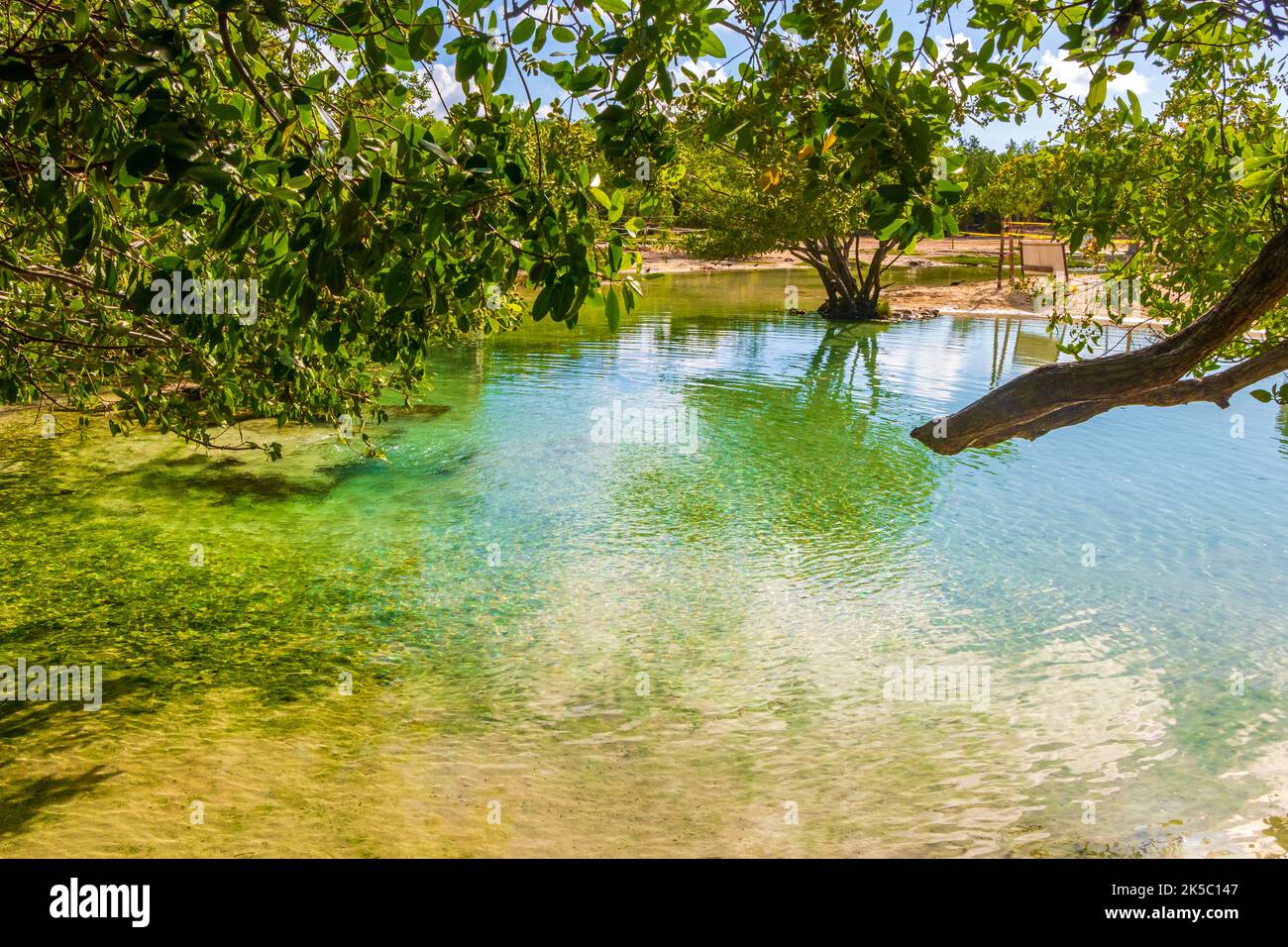 Small beautiful Cenote cave with river and turquoise blue water at ...