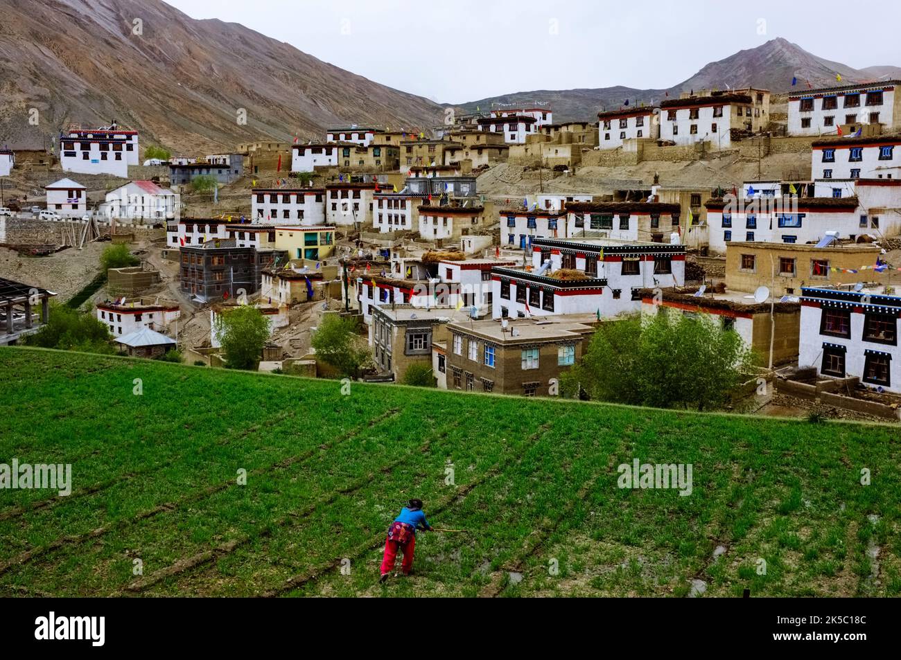 Kibber, Spiti Valley, Himachal Pradesh, India: A woman is hoeing a ...