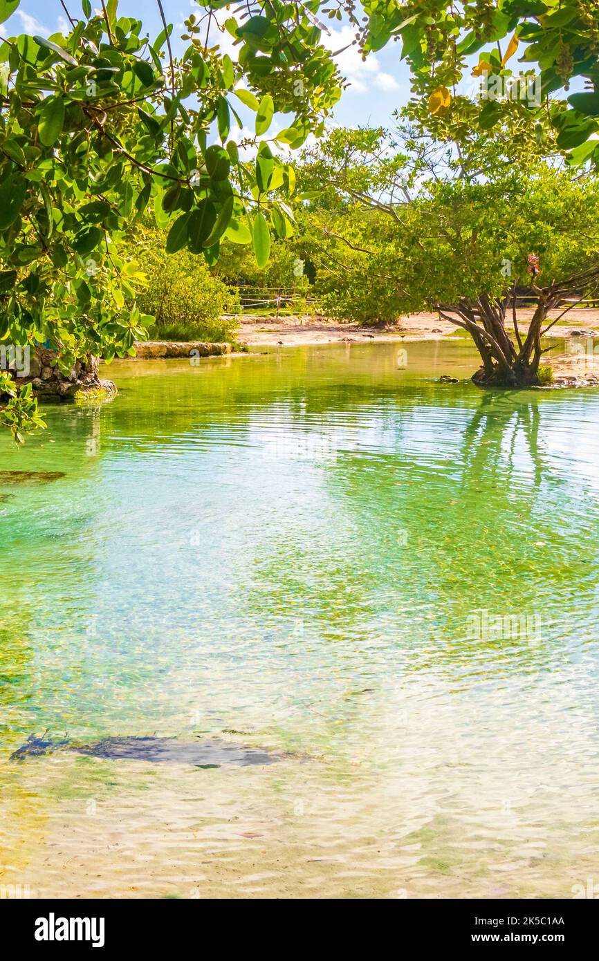 Small beautiful Cenote cave with river and turquoise blue water at ...