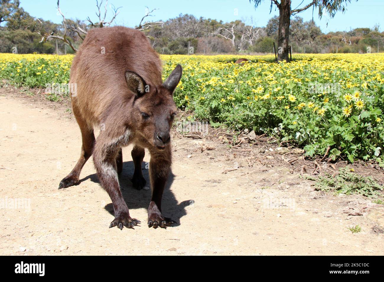 kangaroo at kangaroo island (australia Stock Photo - Alamy