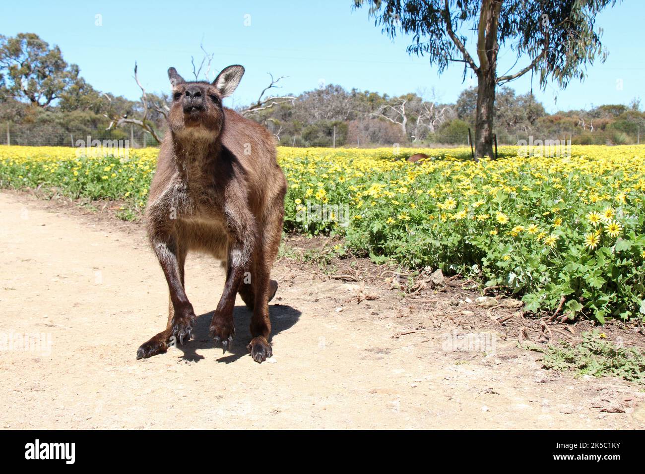 kangaroo at kangaroo island (australia Stock Photo - Alamy