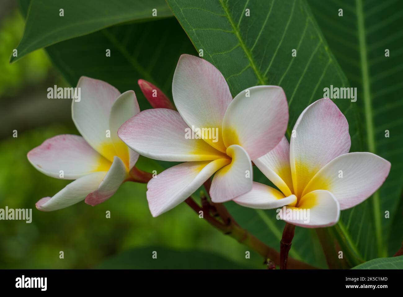 Closeup view of delicate pink white and yellow fragrant flowers of ...