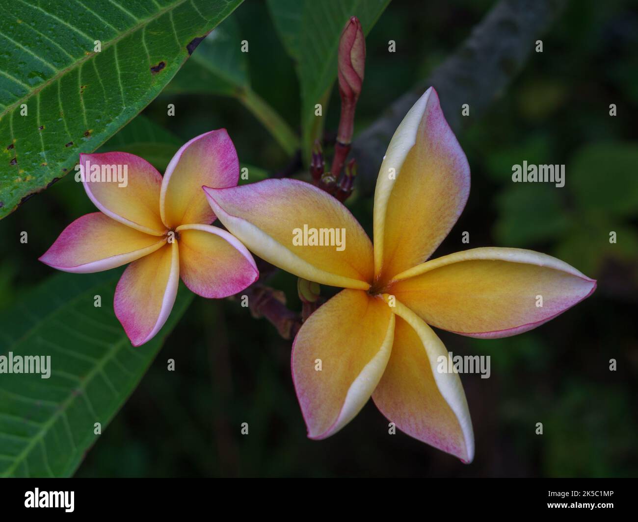 Orange tropical flowers hi-res stock photography and images - Alamy