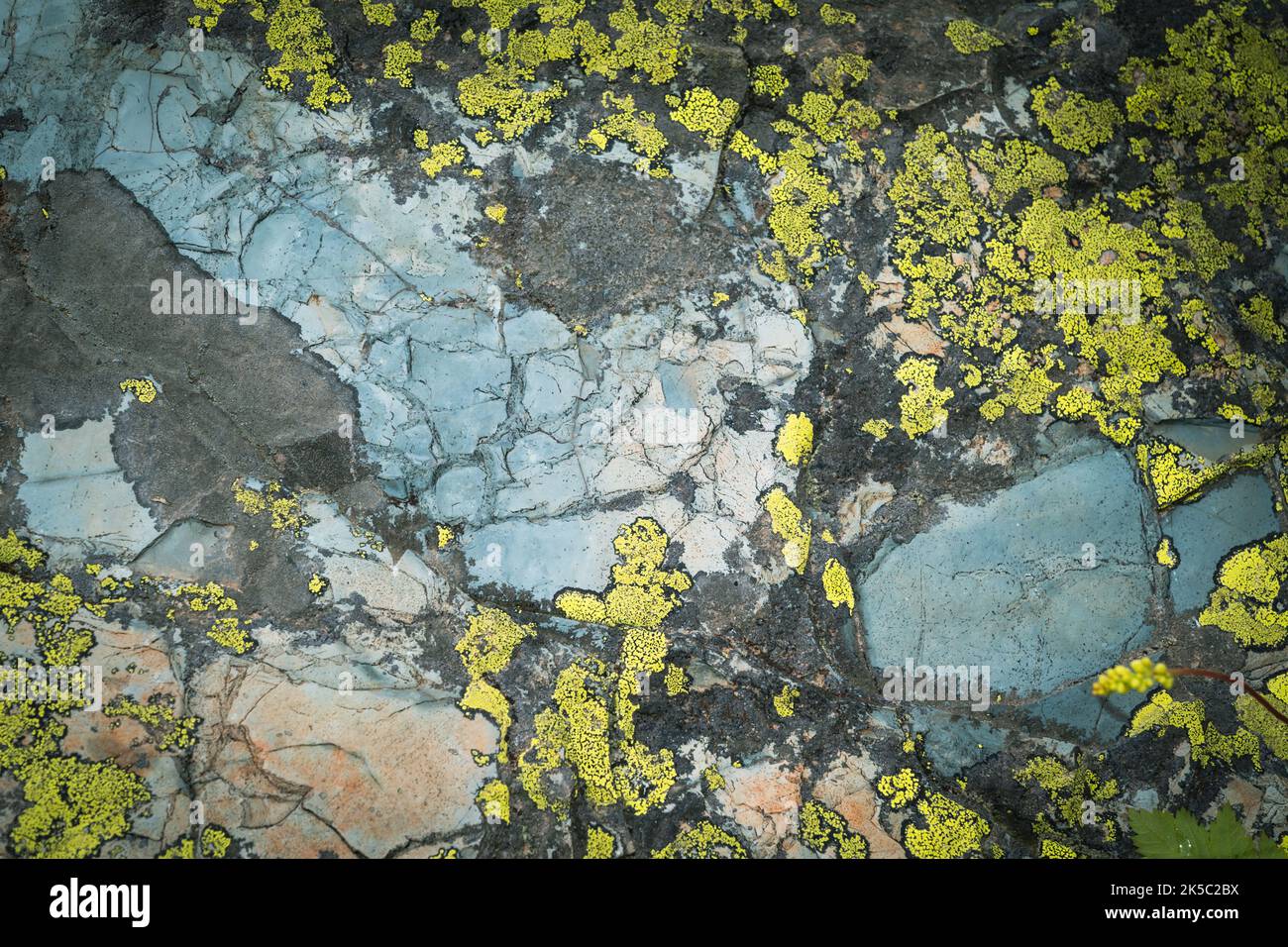 Abstract moss and lichen growing on rocks and granite slabs Stock Photo ...