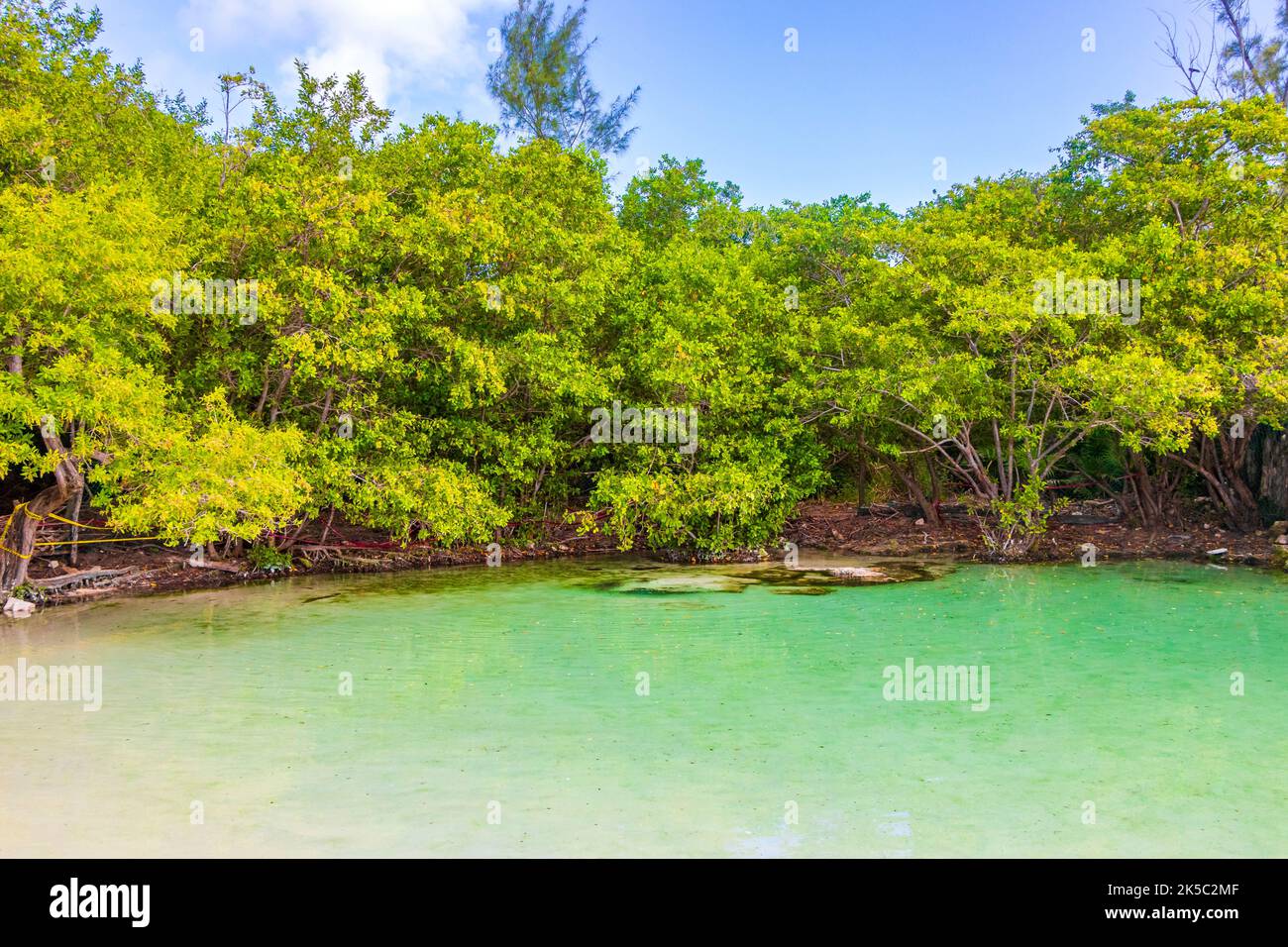 Small beautiful Cenote cave with river and turquoise blue water at ...