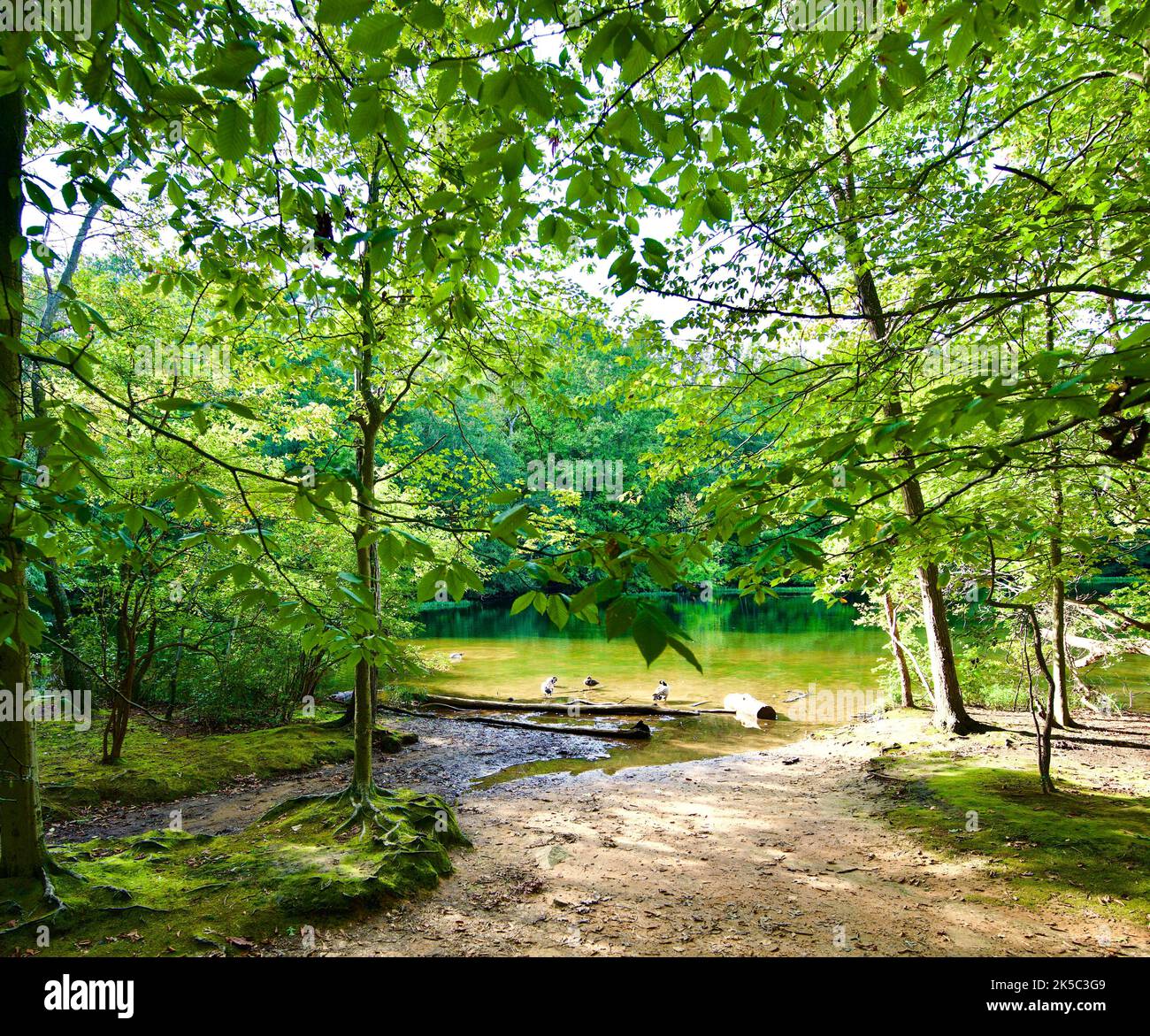 A beautiful view of a calm lake surrounded by green trees Stock Photo ...