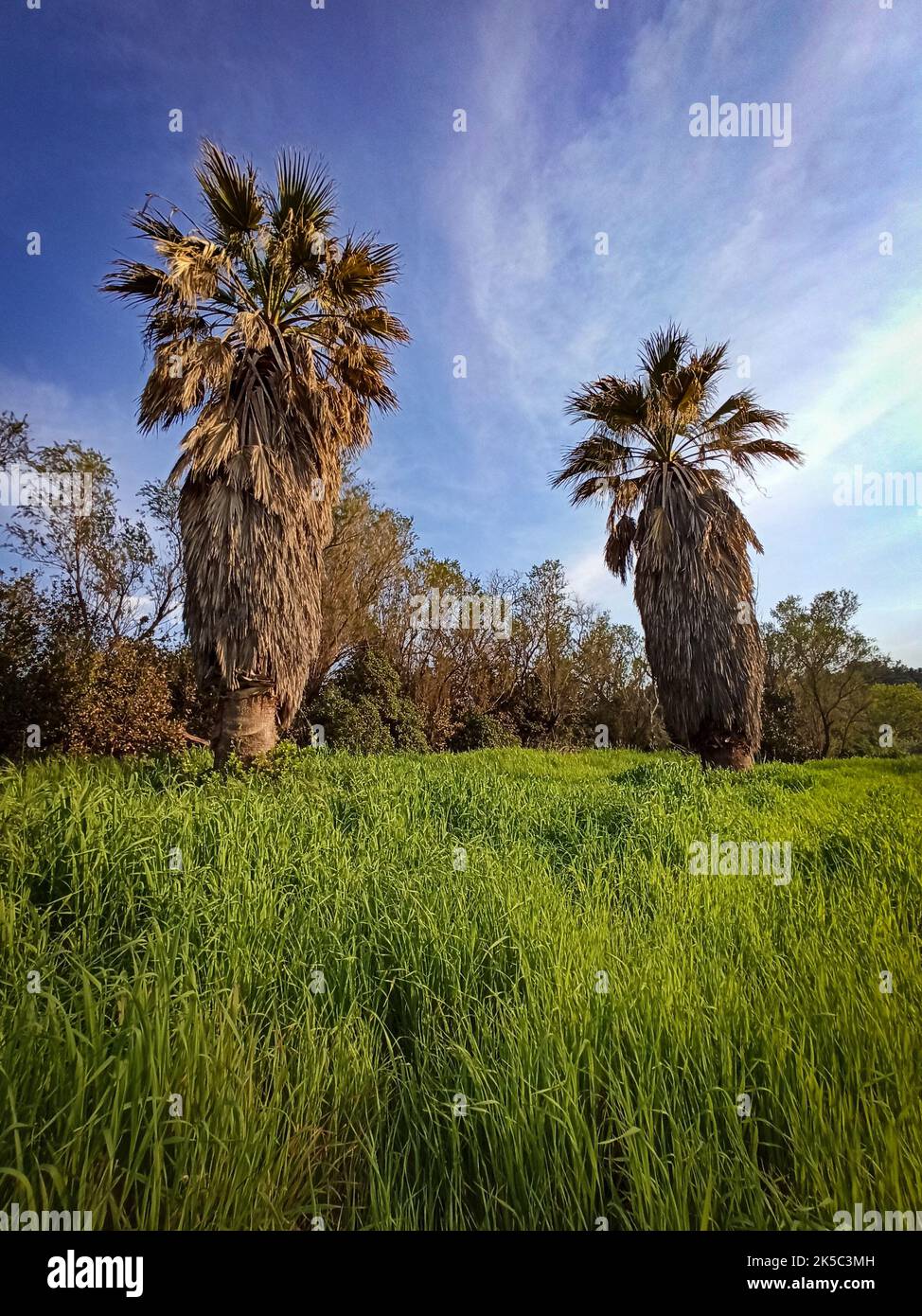 Wild nature at Neoi Epivates,Thessaloniki,Greece Stock Photo - Alamy