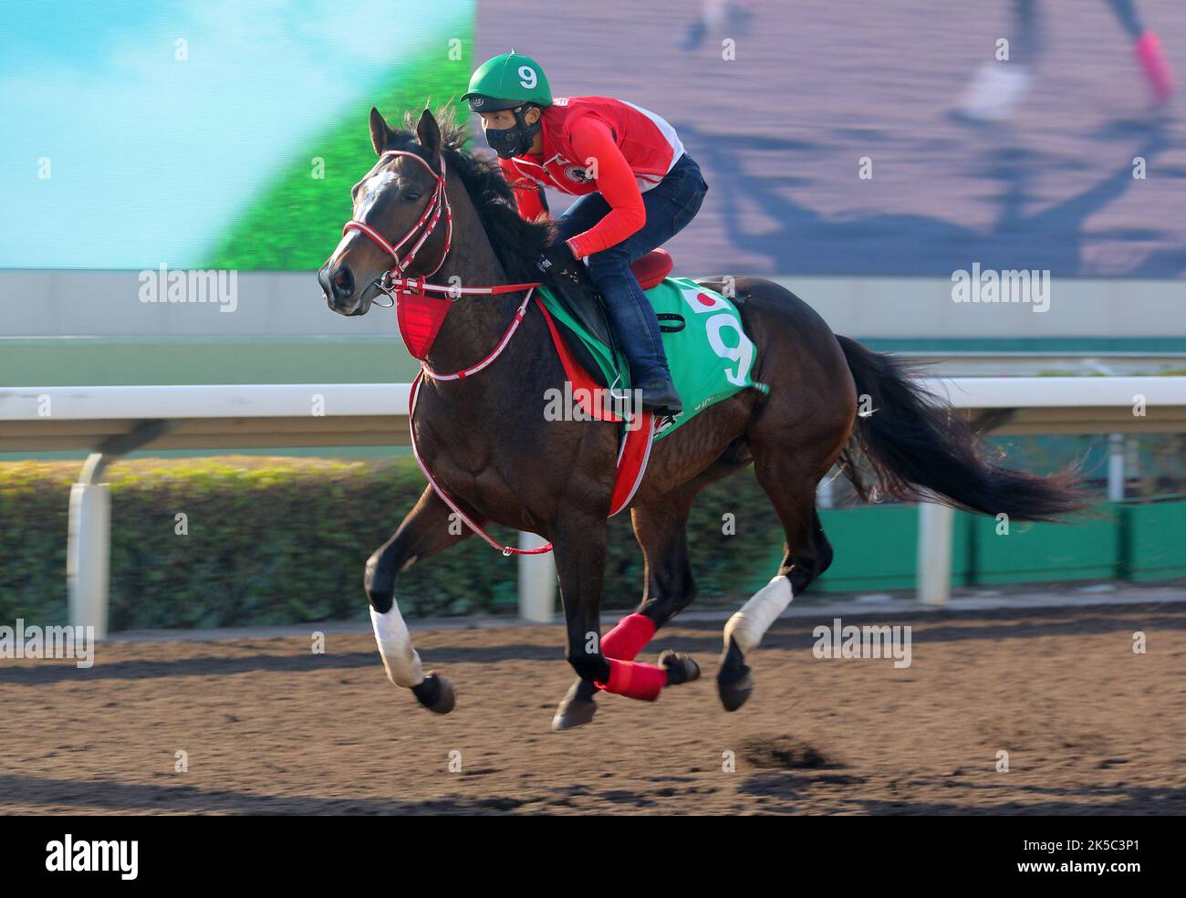 The HK Vase runner Stay Foolish galloping on the all weather track at ...