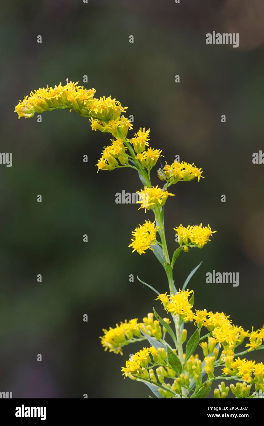 Canada goldenrod, Solidago altissima Stock Photo - Alamy