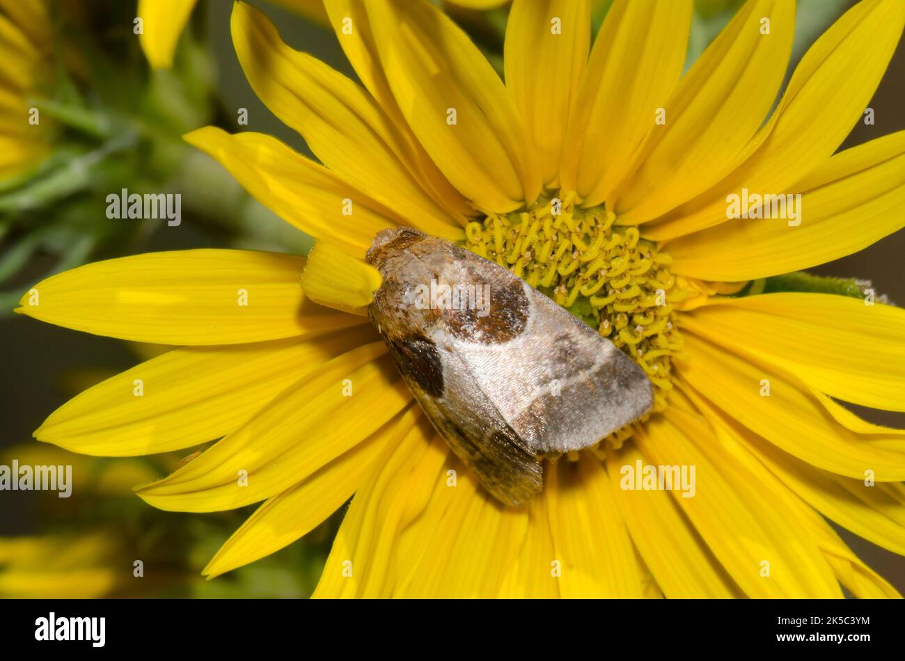 Arcigera Flower Moth, Schinia arcigera, on Maximilian sunflower ...