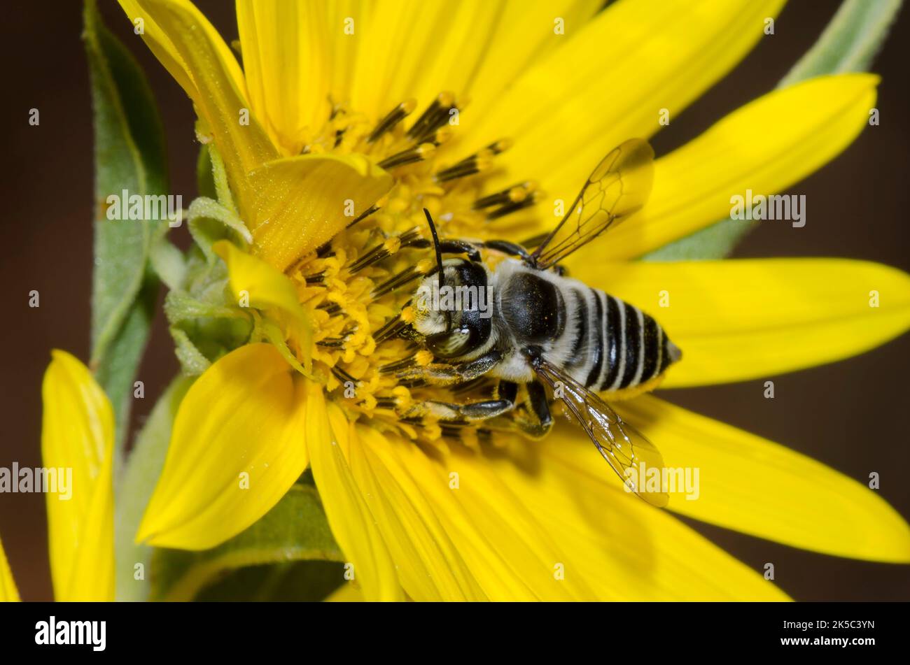 Leafcutter Bee, Megachile sp., foraging on Maximilian sunflower ...