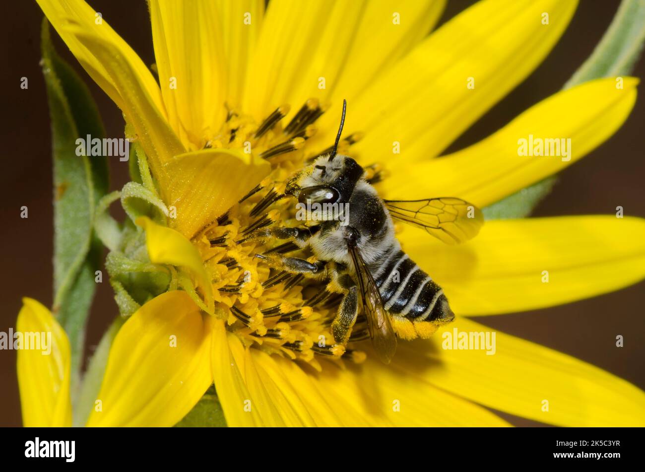 Leafcutter Bee, Megachile sp., foraging on Maximilian sunflower ...