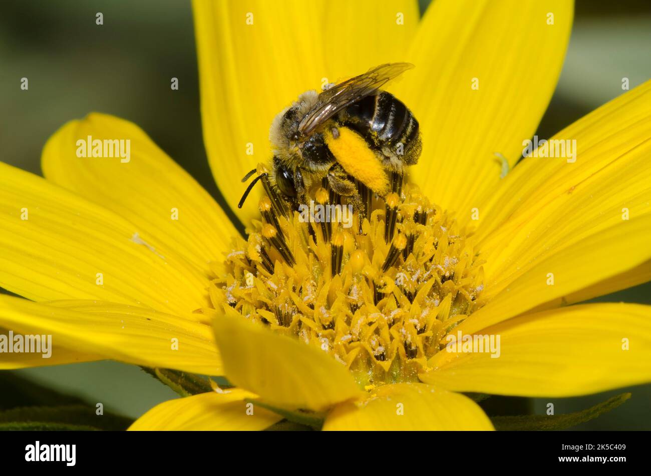 Long-horned Bee, Melissodes sp., foraging on Maximilian sunflower ...