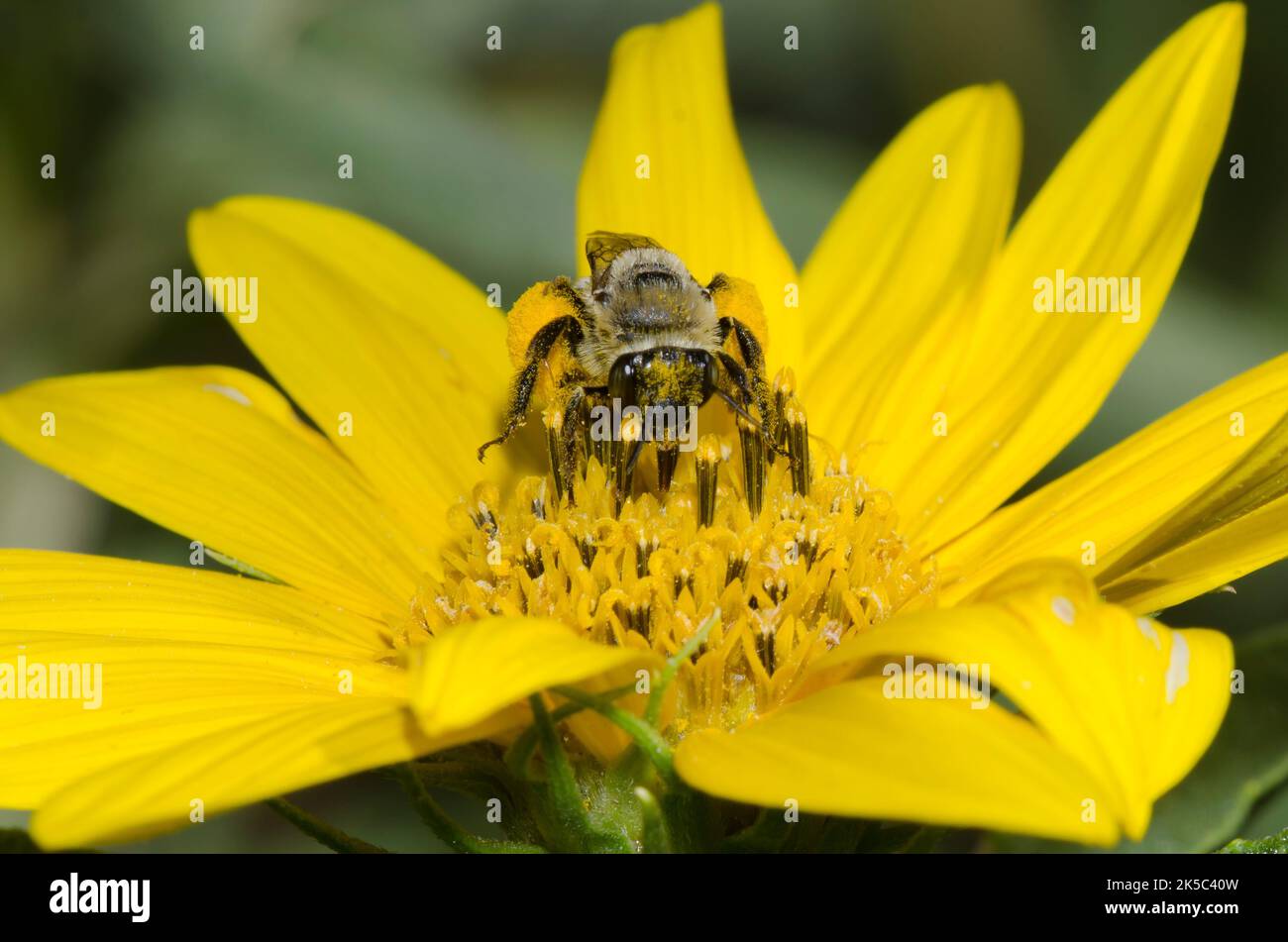 Long-horned Bee, Melissodes sp., foraging on Maximilian sunflower ...
