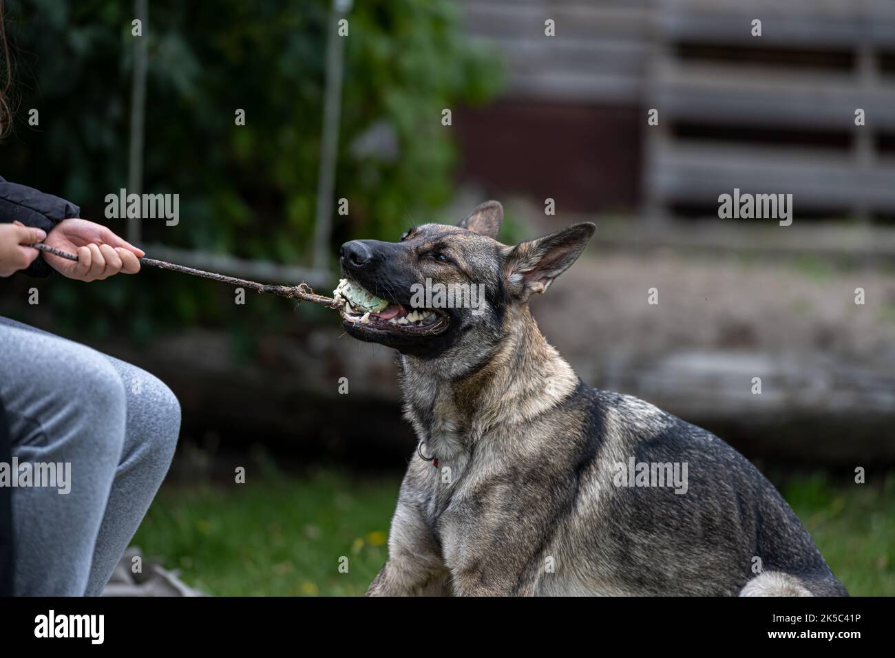 A young happy German Shepherd plays tug with a ball. Sable colored ...